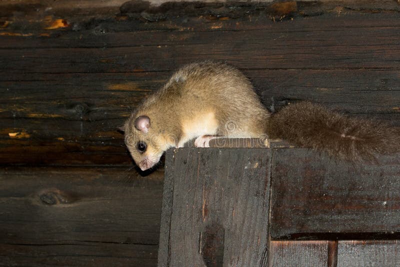 Edible Dormouse Glis Glis, Pest in House Stock Image - Image of ...