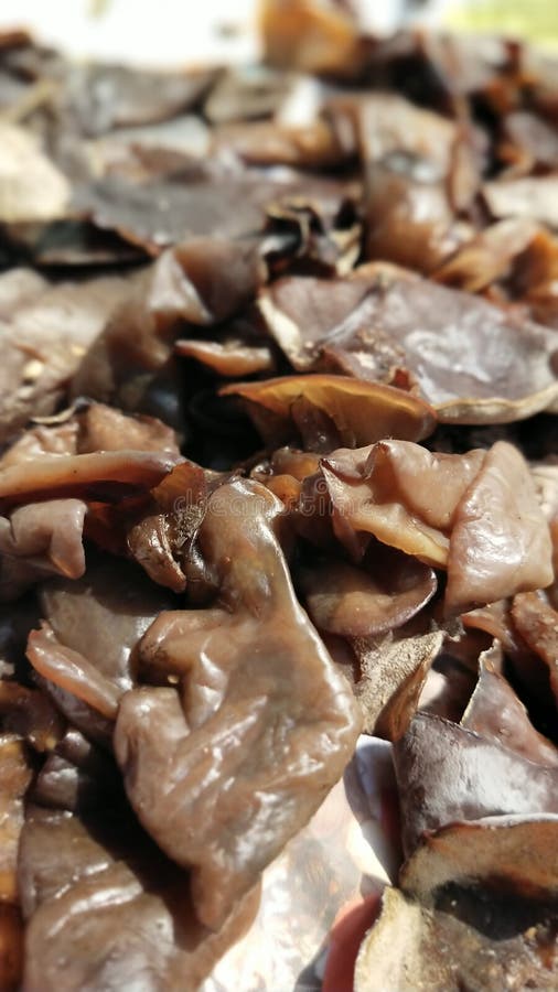 Edible Ear Fungus Under the Sun. Stock Image - Image of vegetable ...