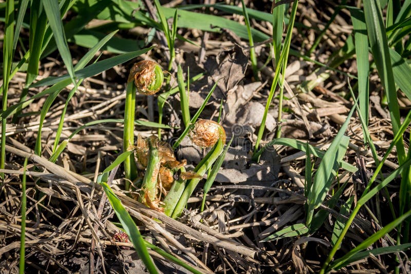 Edible fiddlehead fern stock photo. Image of seasonnal - 116186640