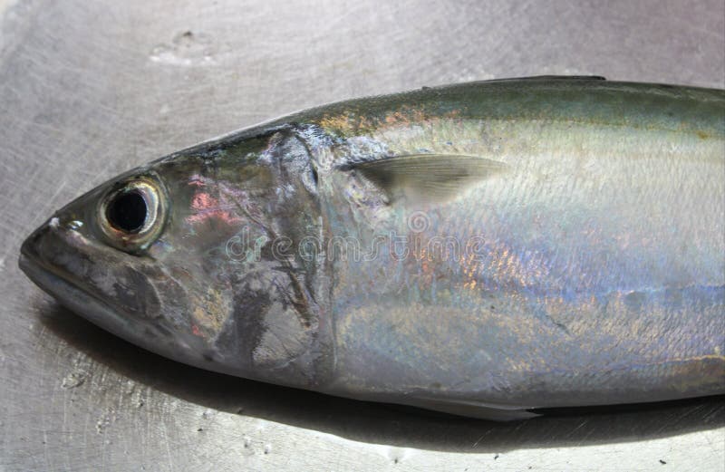 Edible Fish Placed on a Plate Stock Image - Image of closeup, gourmet ...