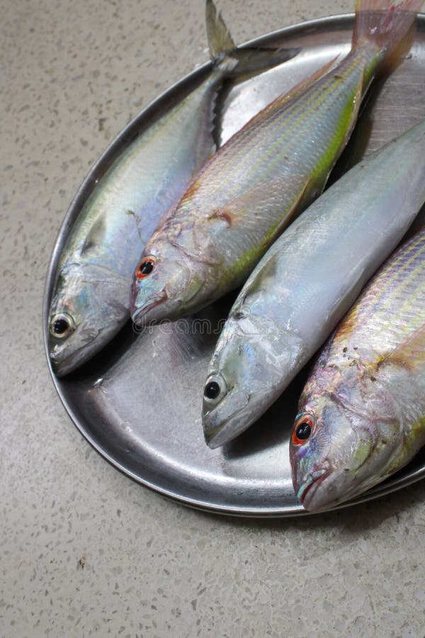 An Edible fish stock photo. Image of black, fresh, preparing - 168463342