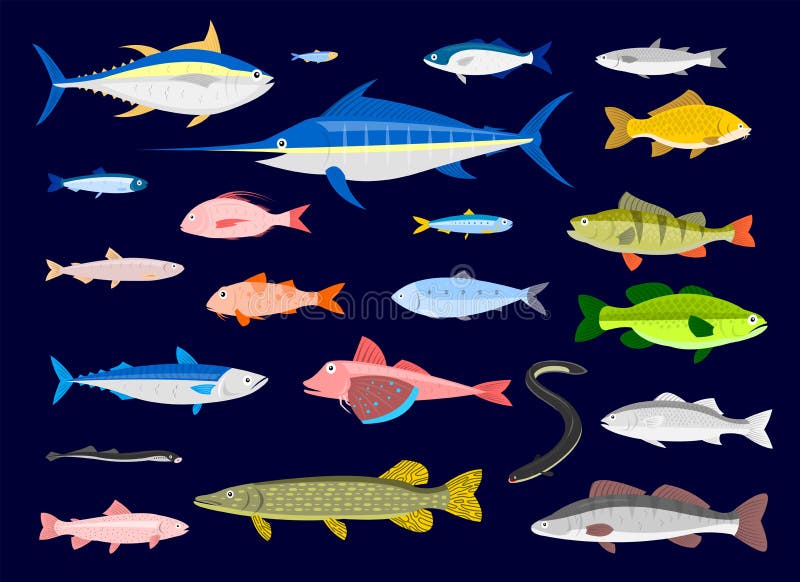 Edible Fishes stock vector. Illustration of fishery, robin - 38725747