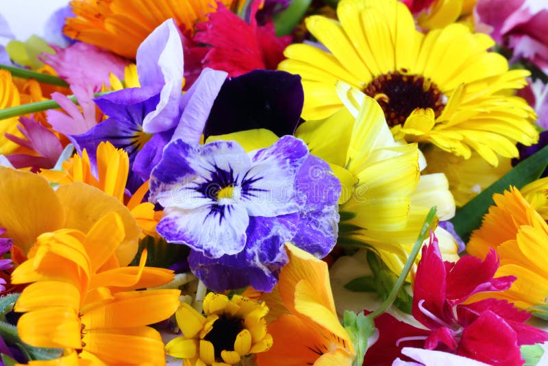 Edible Flower stock image. Image of flower, cook, confetti - 53754581