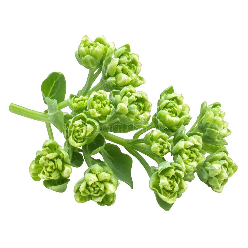 Edible Flowering Green Broccoli Tops Stock Image - Illustration of ...