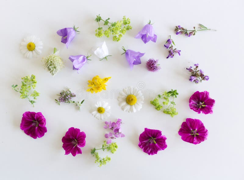 Edible Flowers Collection Isolated on White Background. Top View Stock ...