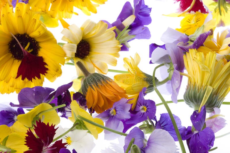 Edible Flowers Isolated stock image. Image of food, produce - 6254637