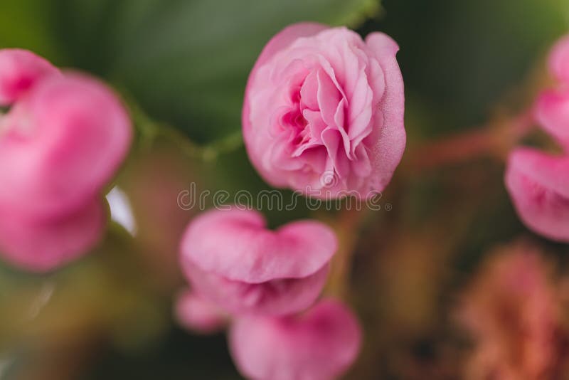 Edible Flowers and Microgreens Begonia Close-up Macro. Stock Image ...