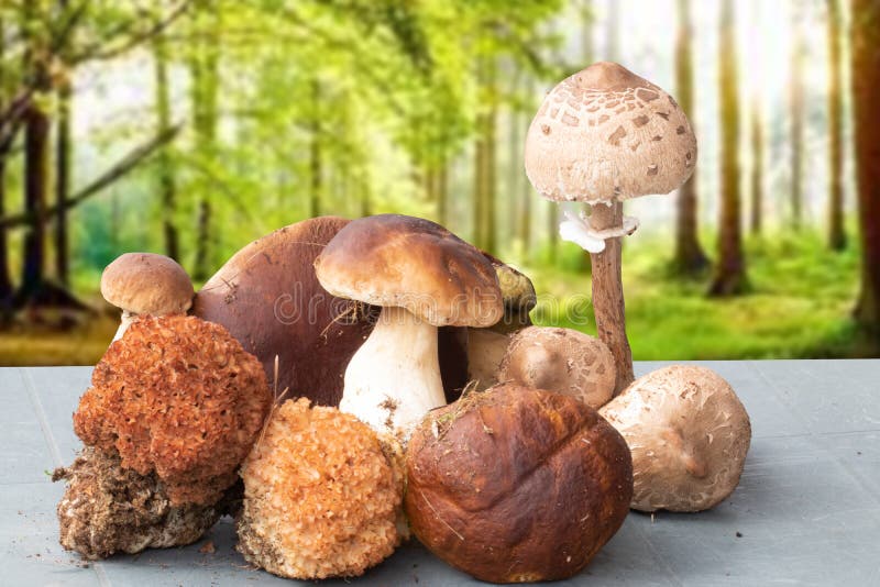 Edible Forest Mushrooms In Autumn Selective Focus On Different Types