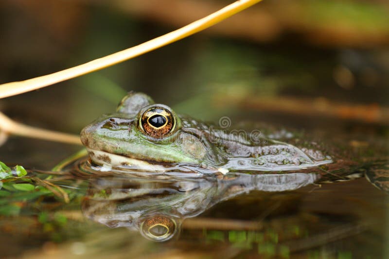 Edible frog stock photo. Image of looks, reflected, amphibian - 14773902