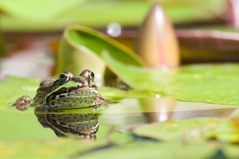 Edible Frog stock photo. Image of nature, pond, ecology - 20320146