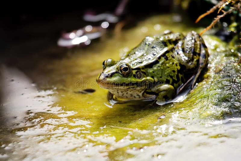 Edible Frog stock photo. Image of esculenta, nature, brown - 26790396