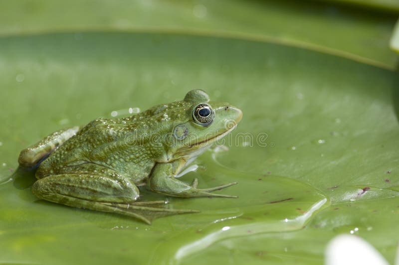 Edible frog stock image. Image of batrachian, rana, frog - 29470019