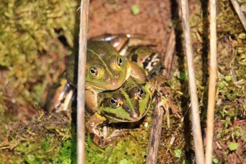 Edible frog stock photo. Image of esculentus, water - 220832644