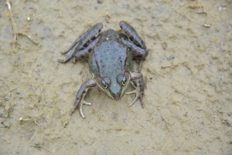 Pelophylax esculentus stock image. Image of green, chicken - 114959619