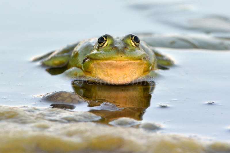 Edible Frog on Water stock image. Image of float, green - 107439317