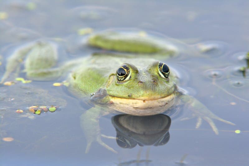 Edible Frog on Water stock photo. Image of clean, nature - 109643614