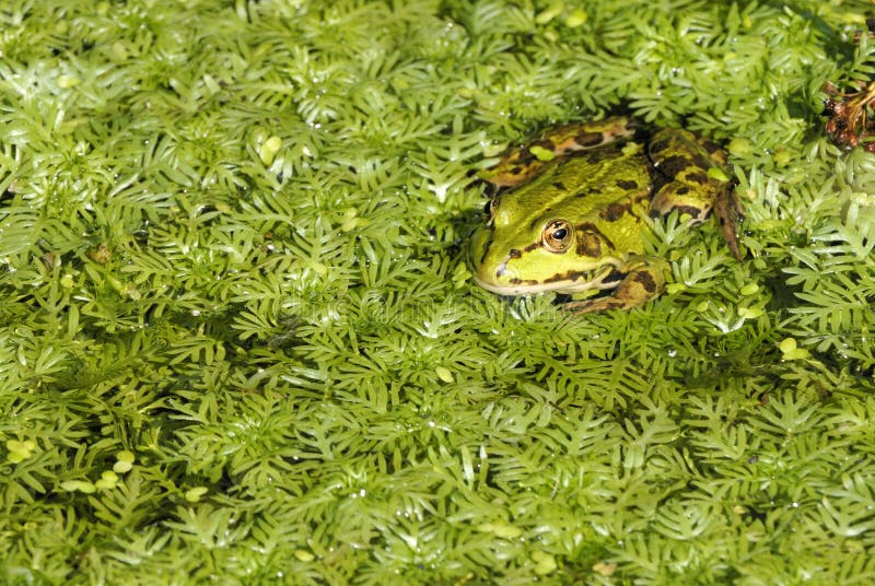 Edible Frogs stock photo. Image of sanctuary, outdoor - 22929956