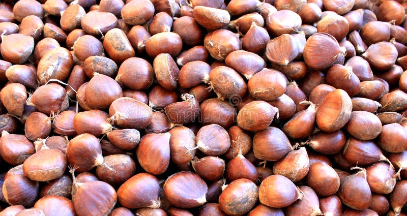 Edible fruit chestnut tree stock photo. Image of chestnut - 91043490