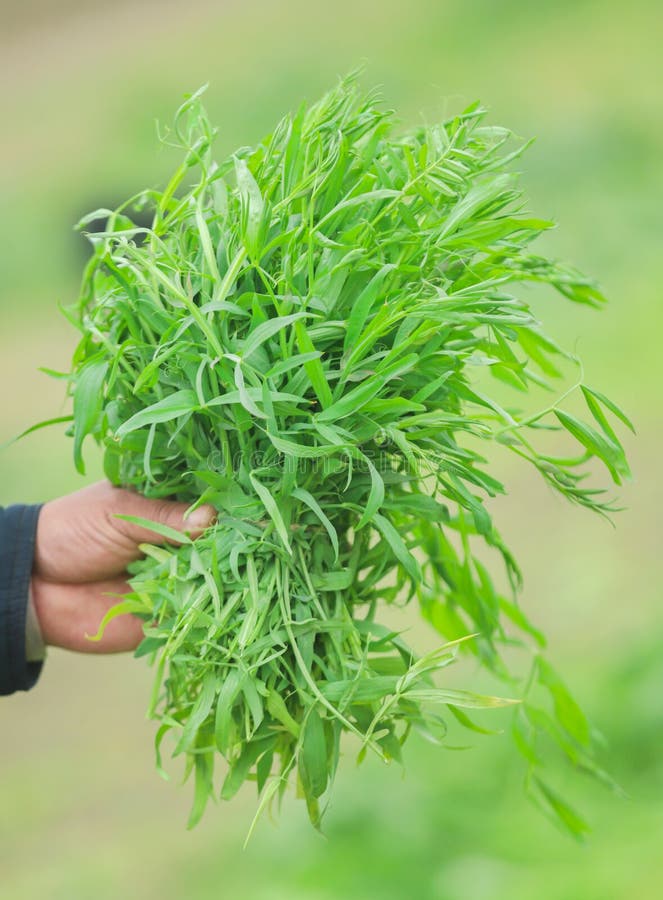 Edible grass pea stock image. Image of gardening, flower - 268286697