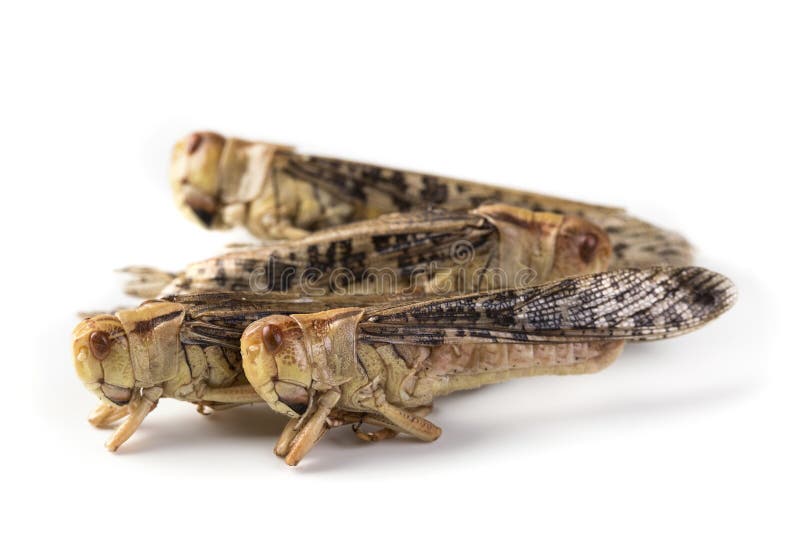 Edible Grasshoppers Crickets in Pot Stock Photo - Image of cooked ...