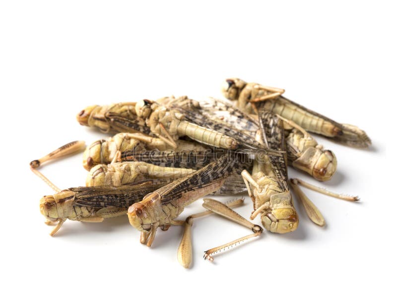 Edible grasshoppers stock image. Image of roasted, migratory - 141220585