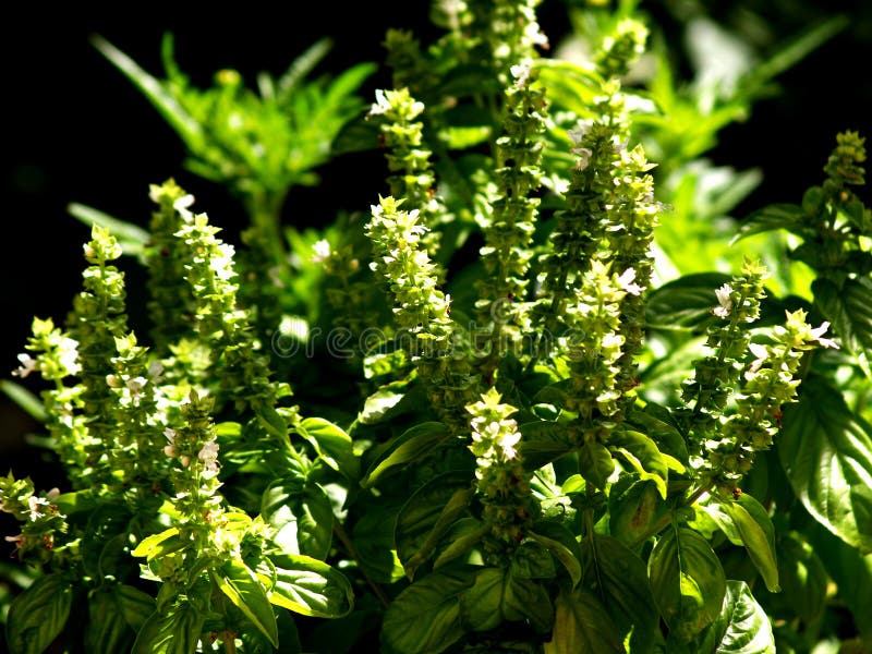 Edible Green Basil Blossom Full Sun Stock Photo - Image of leaf ...