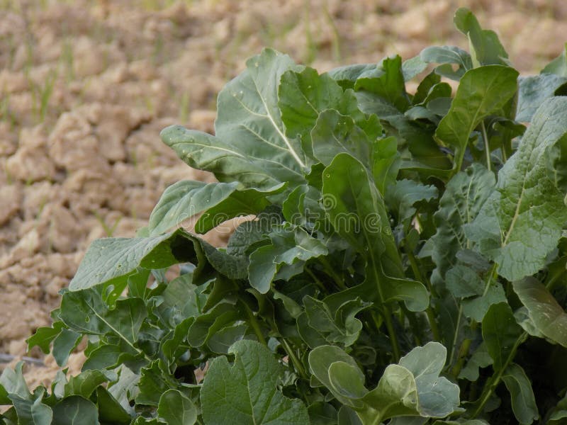 The Edible greens stock photo. Image of leaf, wildflower - 242981206