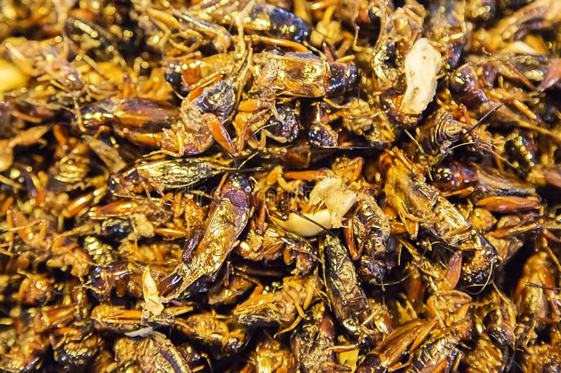 Edible insects stock photo. Image of thailand, nutrition - 70026892