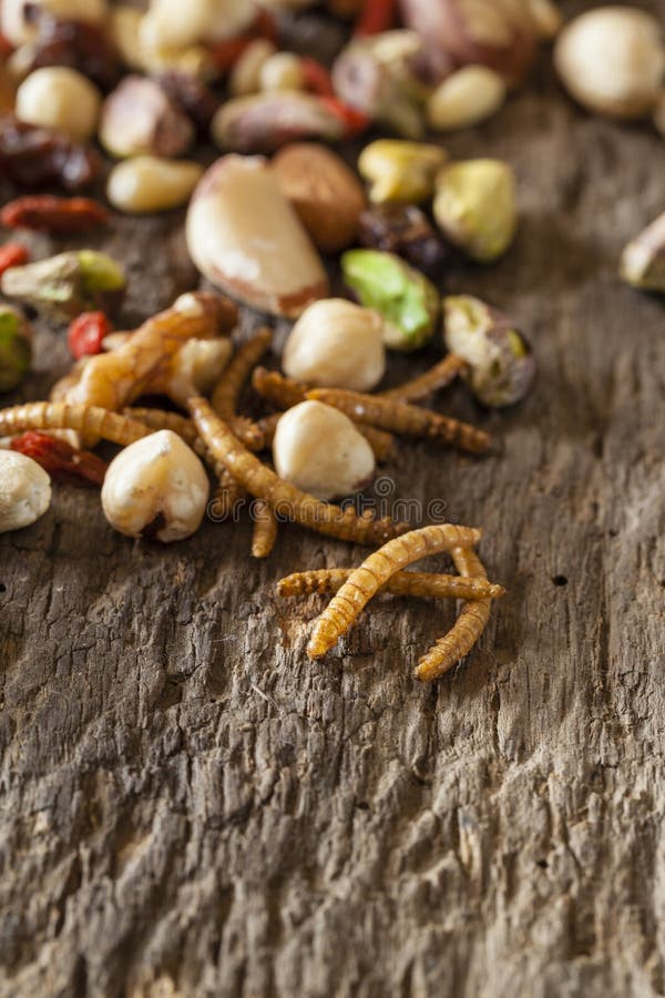 Edible insects and nuts stock photo. Image of curry, nuts - 46092140