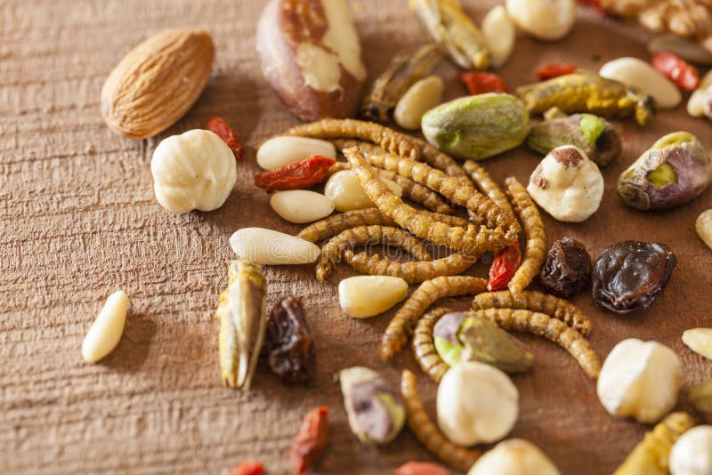 Edible insects and nuts stock image. Image of insects - 46092037
