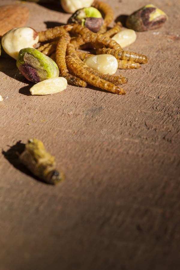 Edible insects and nuts stock image. Image of hazelnut - 46092175