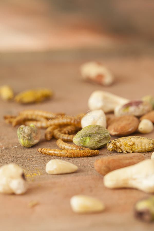 Edible insects and nuts stock photo. Image of insect - 46092248