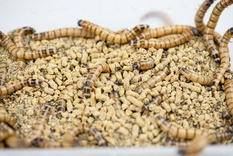 Edible Mealworms Isolated High Quality Stock Photo - Image of female ...