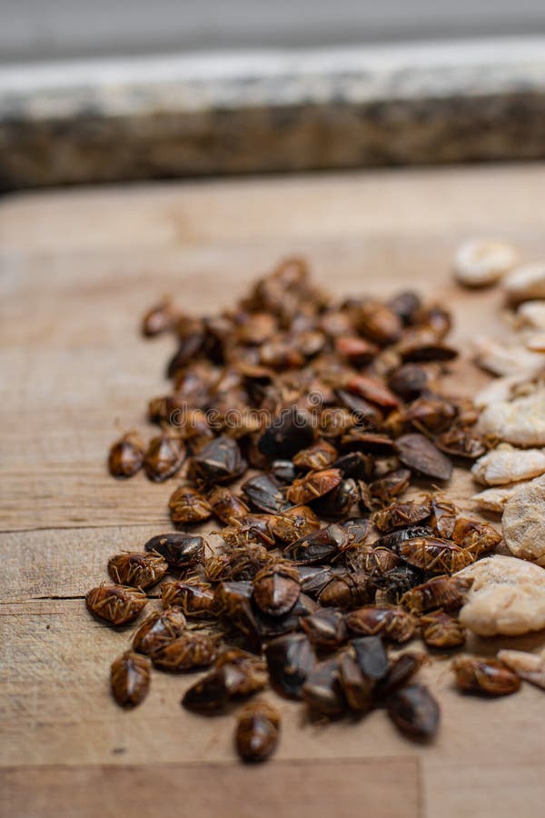 Edible Mexican Insects Cooked on a Table Stock Photo - Image of protein ...