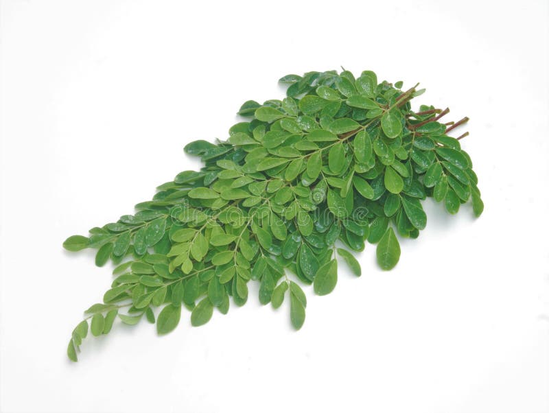 Edible Moringa with Fresh Leaves Stock Image - Image of oleifera ...