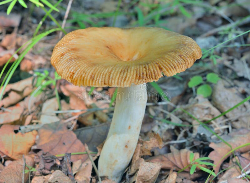 Edible Mushroom Russula Foetens Stock Photo - Image of detail, mushroom ...