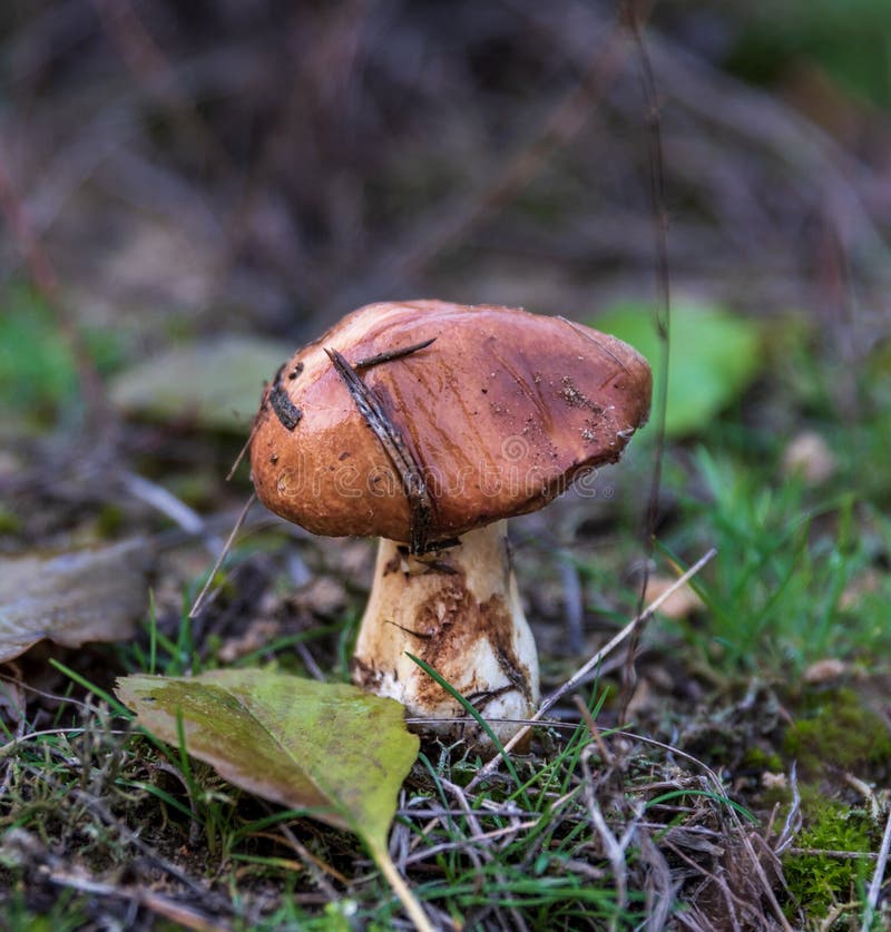Edible mushroom Suillus stock image. Image of little - 132742853