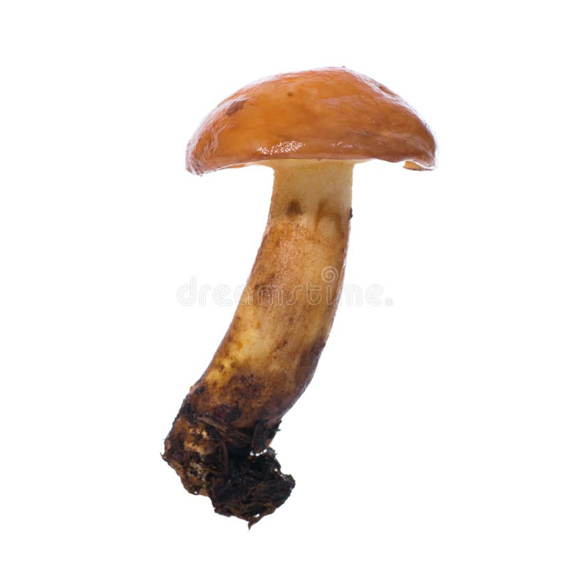 Edible mushroom Suillus stock image. Image of luteus - 39571327