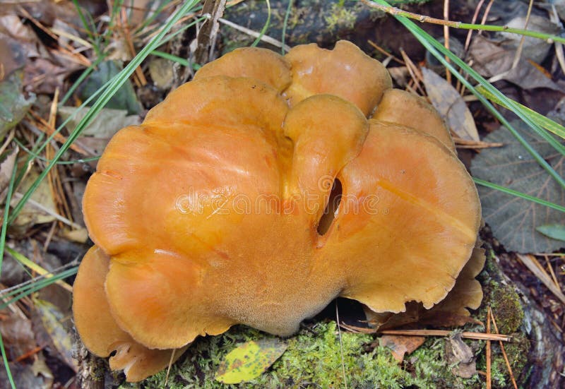 Edible mushroom 2 stock image. Image of forest, wild - 149485569