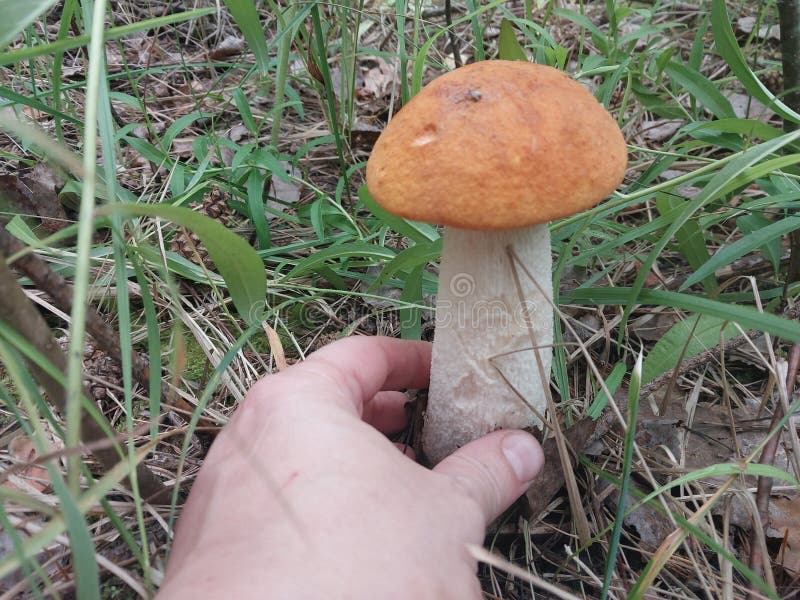 Edible Mushrooms Boletus, Boletus and Boletus from the Forest Stock ...
