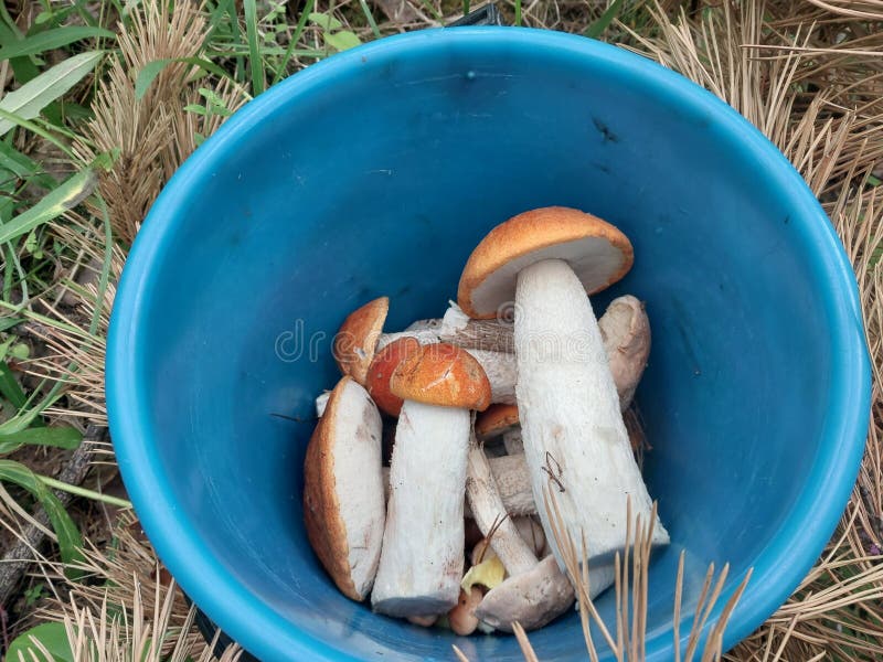 Edible Mushrooms Boletus, Boletus and Boletus from the Forest Stock ...