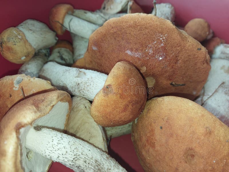 Edible Mushrooms Boletus, Boletus and Boletus from the Forest Stock ...