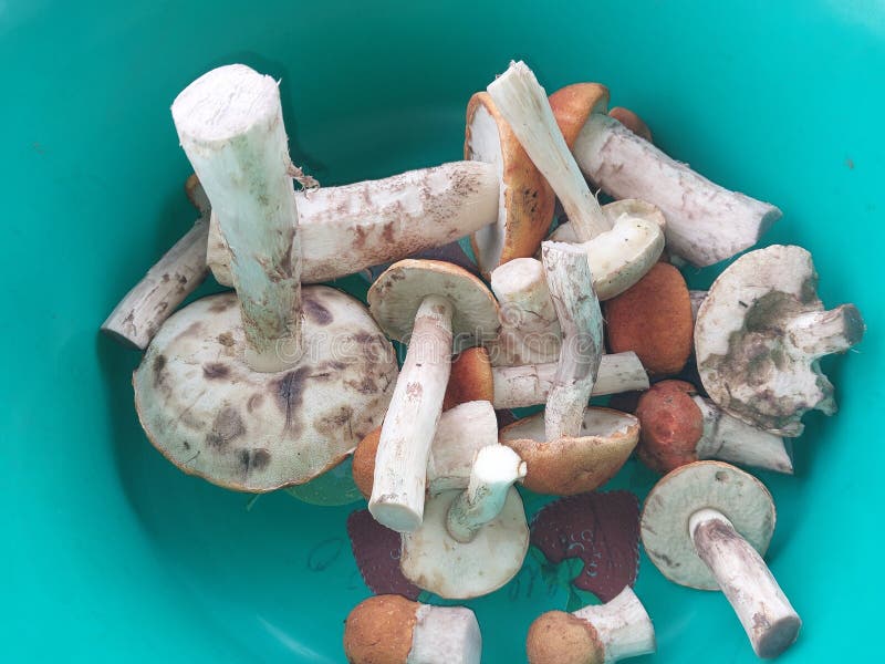 Edible Mushrooms Boletus, Boletus and Boletus from the Forest Stock ...