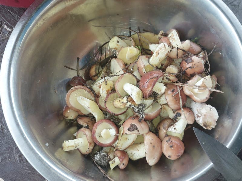 Edible Mushrooms Boletus, Boletus and Boletus from the Forest Stock ...