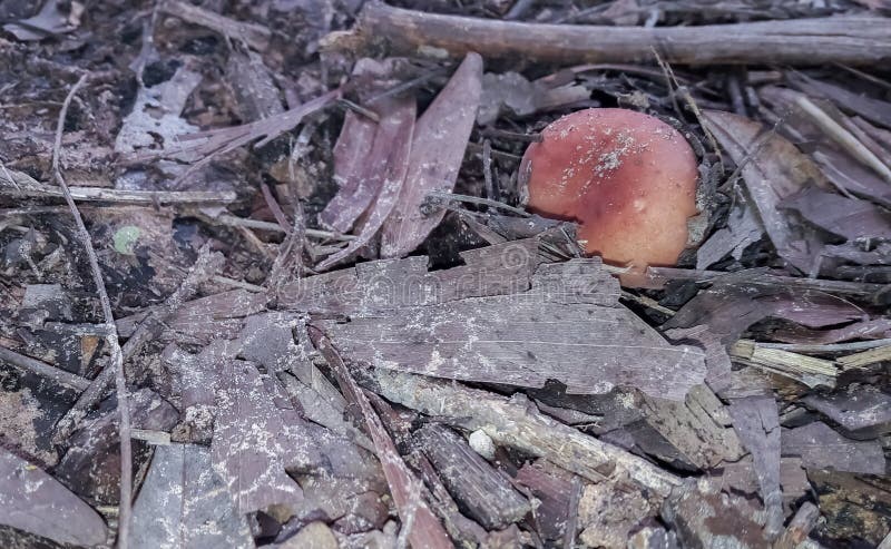 Edible Mushrooms in Forest. Stock Image - Image of closeup, grow: 125491807