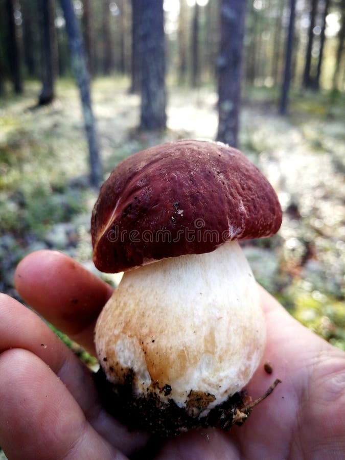 Edible Mushrooms in the Forest Stock Image - Image of sweden, outdoor ...