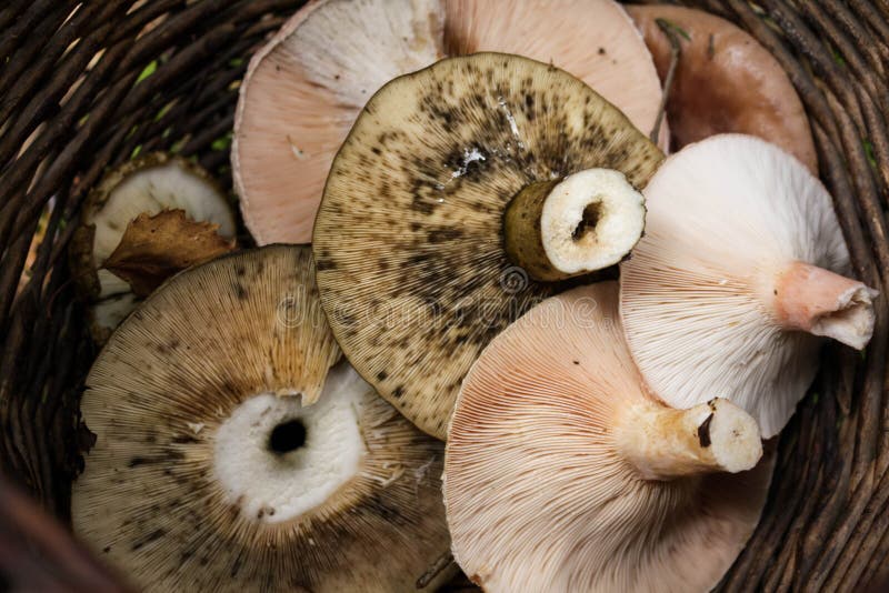 Edible Mushrooms of the Genus Lactarius in a Basket Stock Image - Image ...