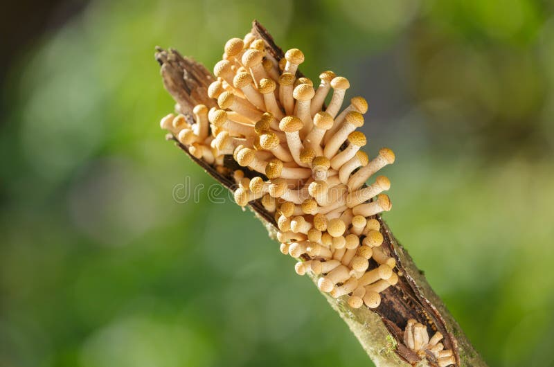 Edible Mushrooms Growing on a Tree. Honey Agarics Mushrooms Stock Photo ...