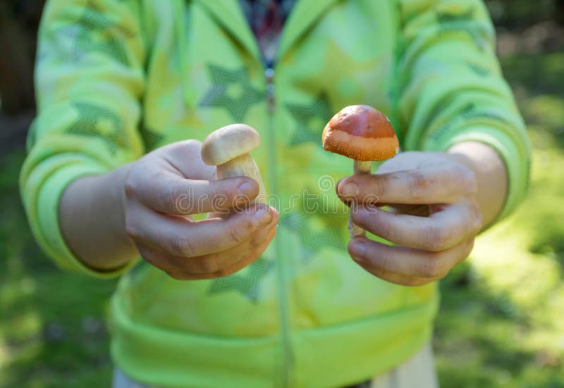 Edible and Not Edible Mushroom. Stock Photo - Image of plant, ripe ...