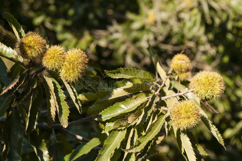 Edible Nuts of Chestnut Tree Stock Image - Image of tree, thorn: 87858525